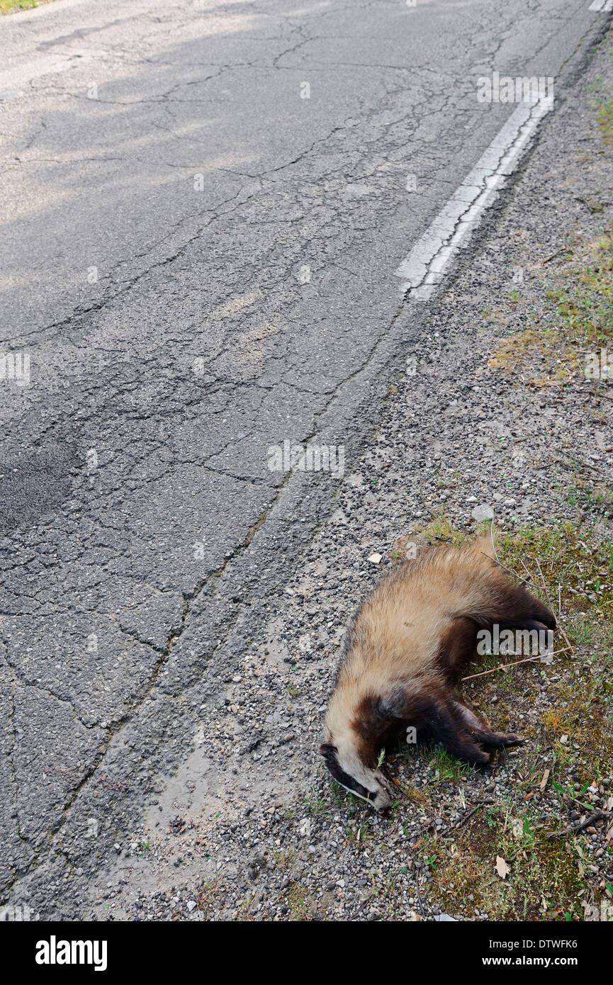Badger Death High Resolution Stock Photography and Images - Alamy