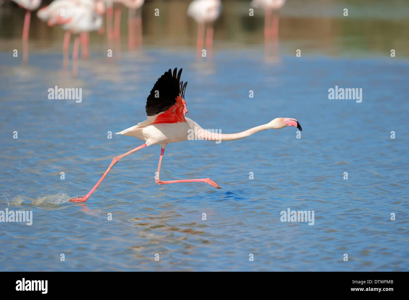 Flamingo running hi-res stock photography and images - Alamy