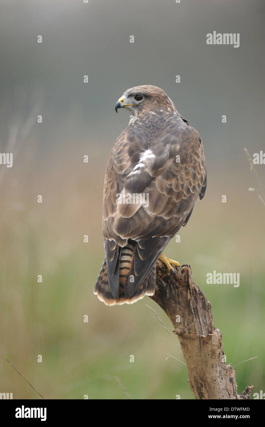 Common buzzard hawk hi-res stock photography and images - Alamy