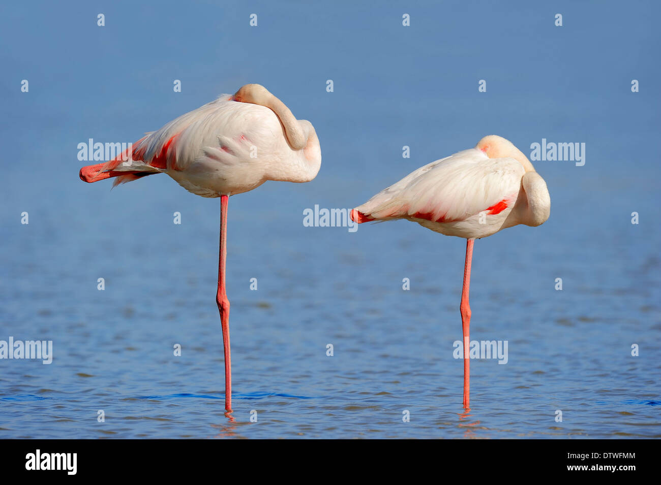Greater flamingo hi-res stock photography and images - Alamy