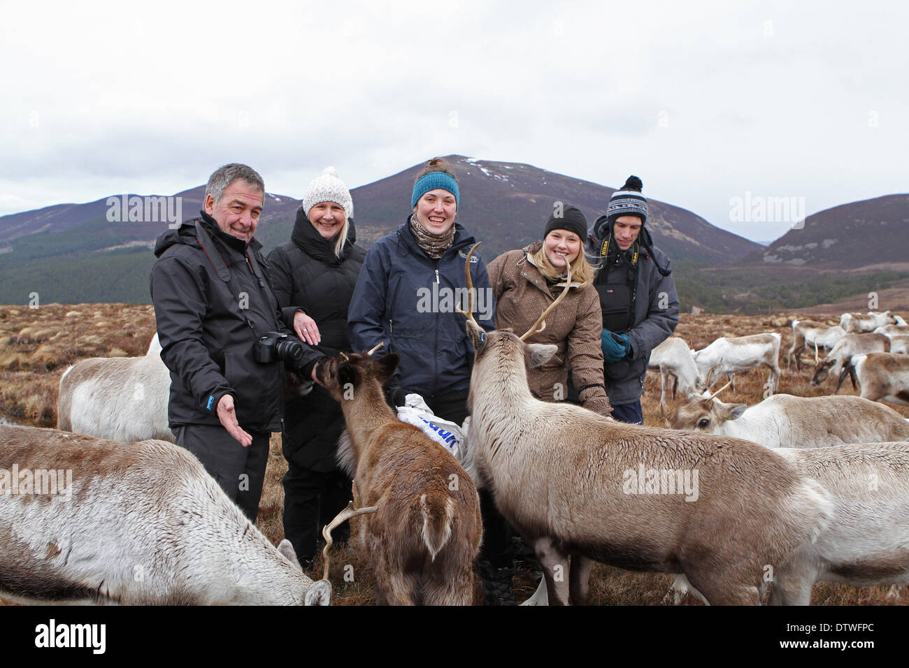 Reindeer the cairngorm reindeer centre hi-res stock photography and ...