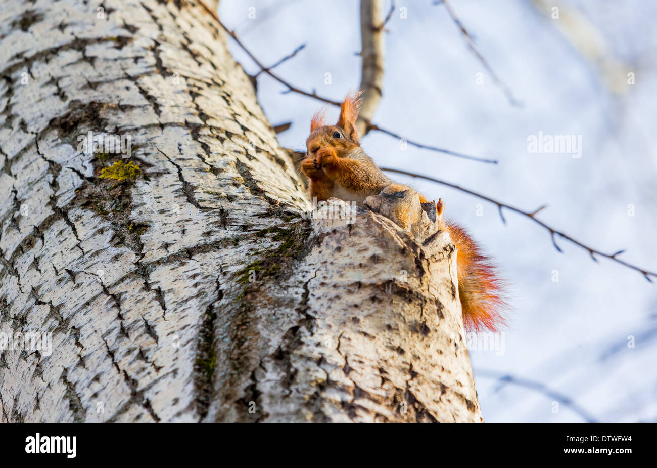 Red squirrel highly on a tree nut chewing Stock Photo - Alamy