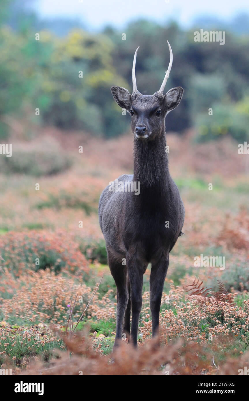 A sika stag, alert and watching UK Stock Photo - Alamy