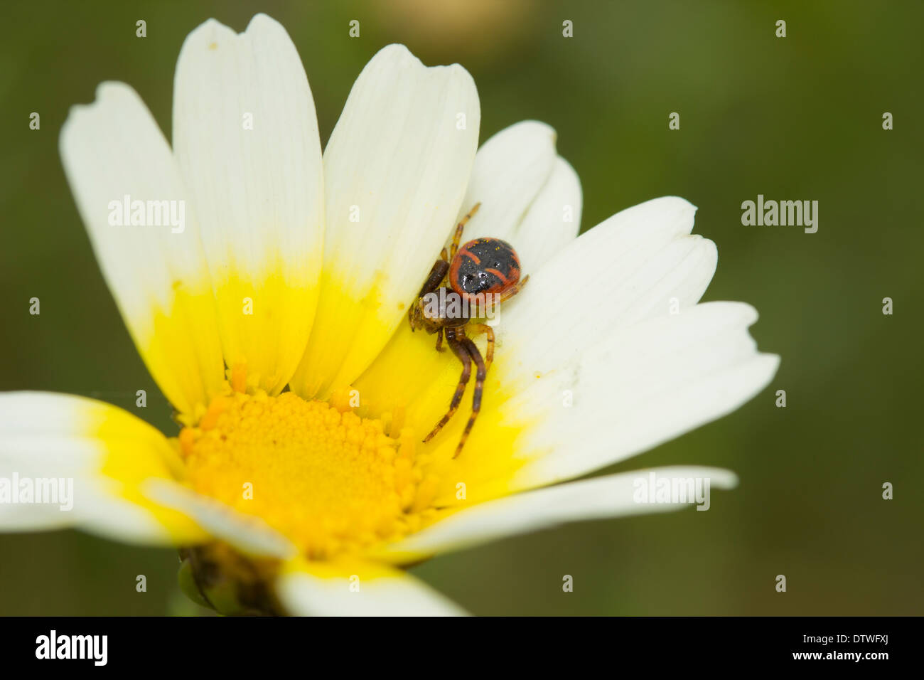 Small red spider hidden in white daisy flower Stock Photo - Alamy