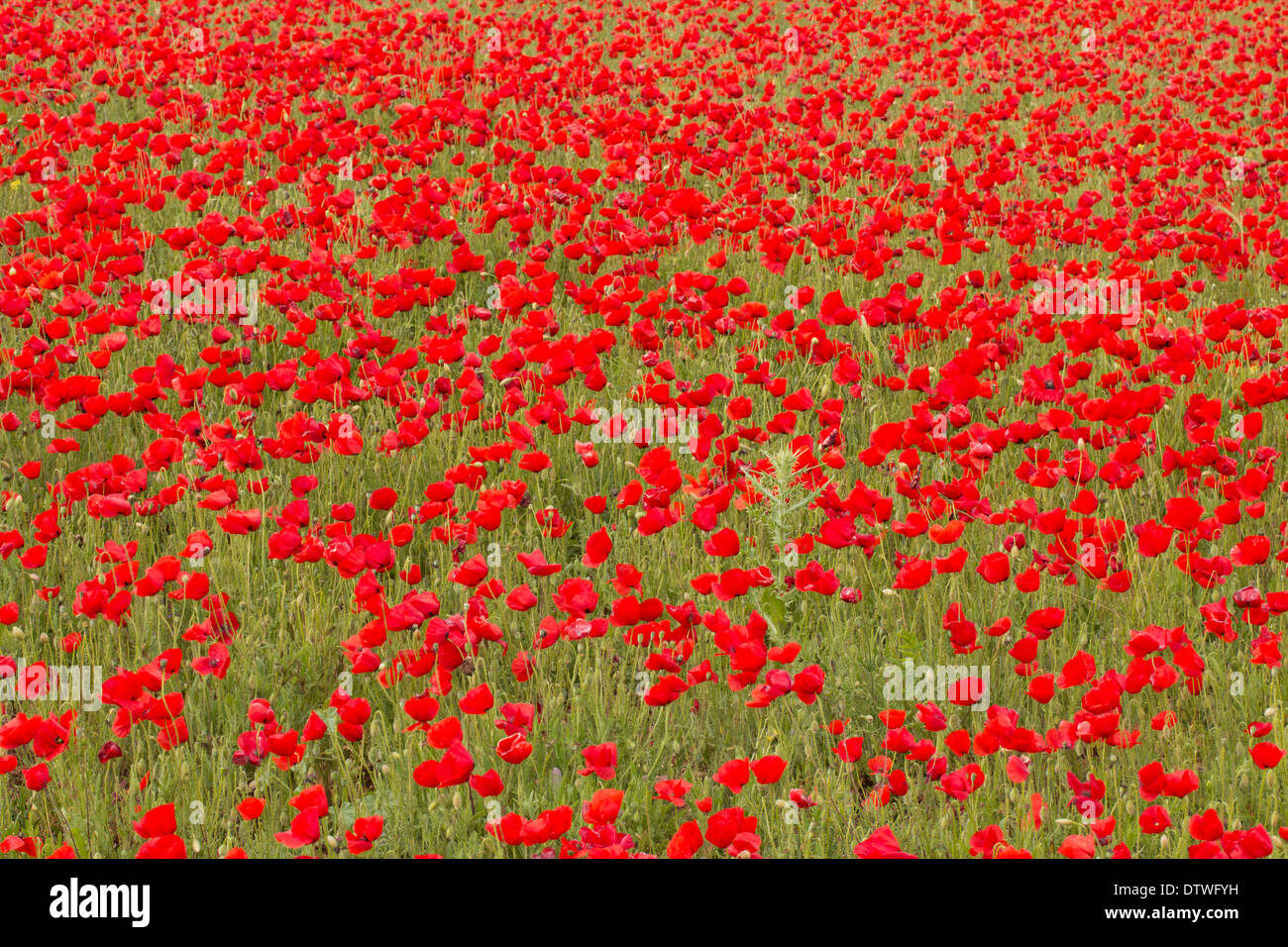 Common Poppy field Stock Photo - Alamy