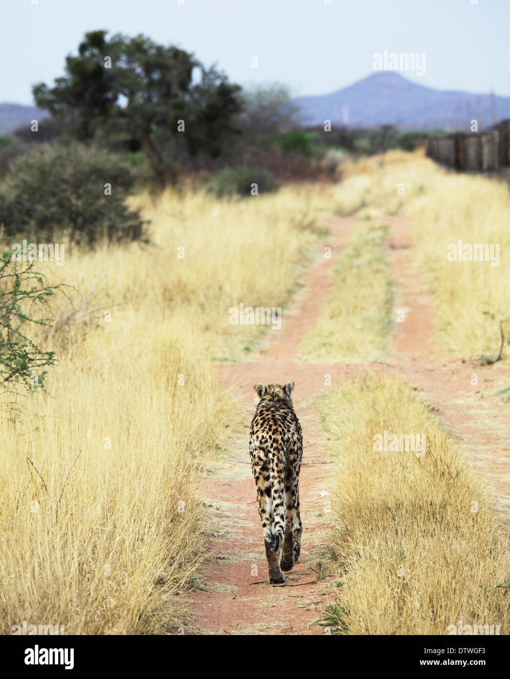 Gepard zoo hi-res stock photography and images - Alamy