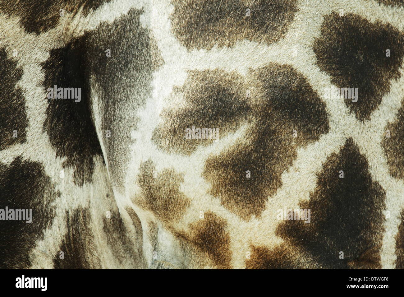 Giraffe texture hi-res stock photography and images - Alamy