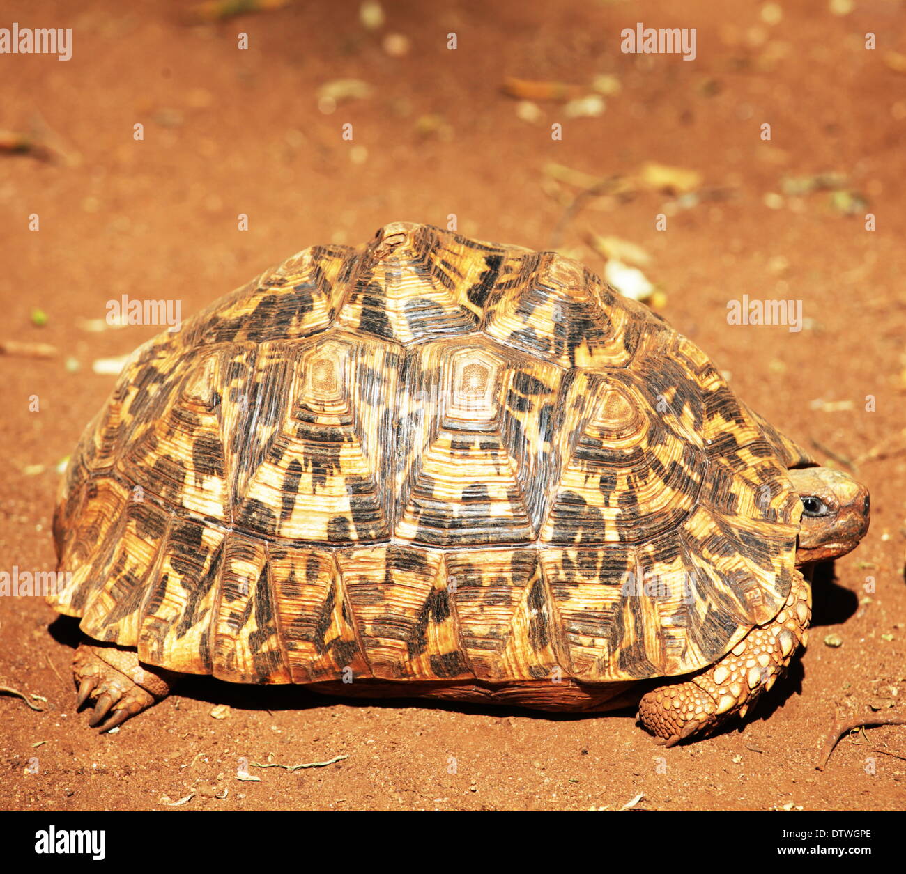 Tortilla the tortoise hi-res stock photography and images - Alamy