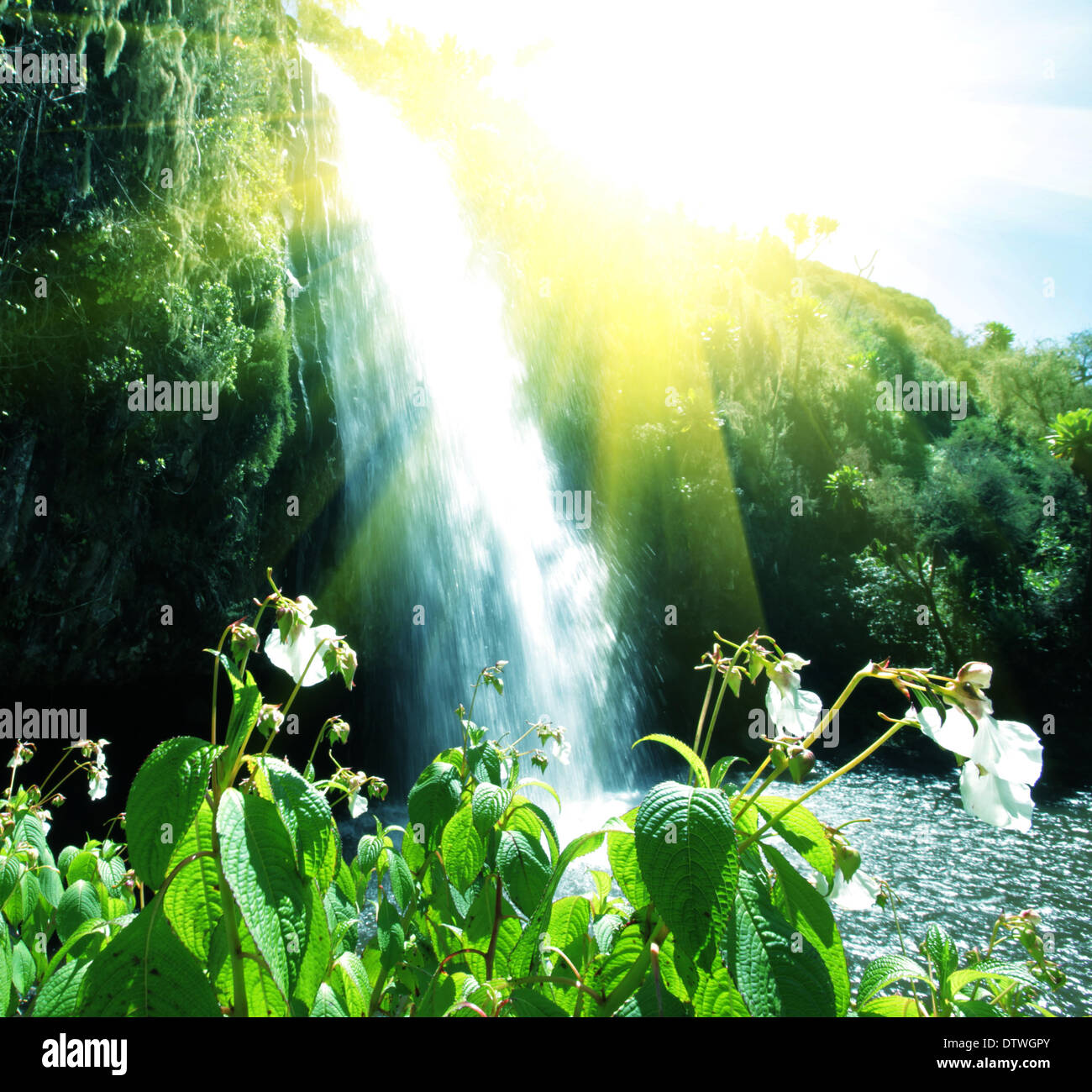 Waterfall in jungle Stock Photo - Alamy