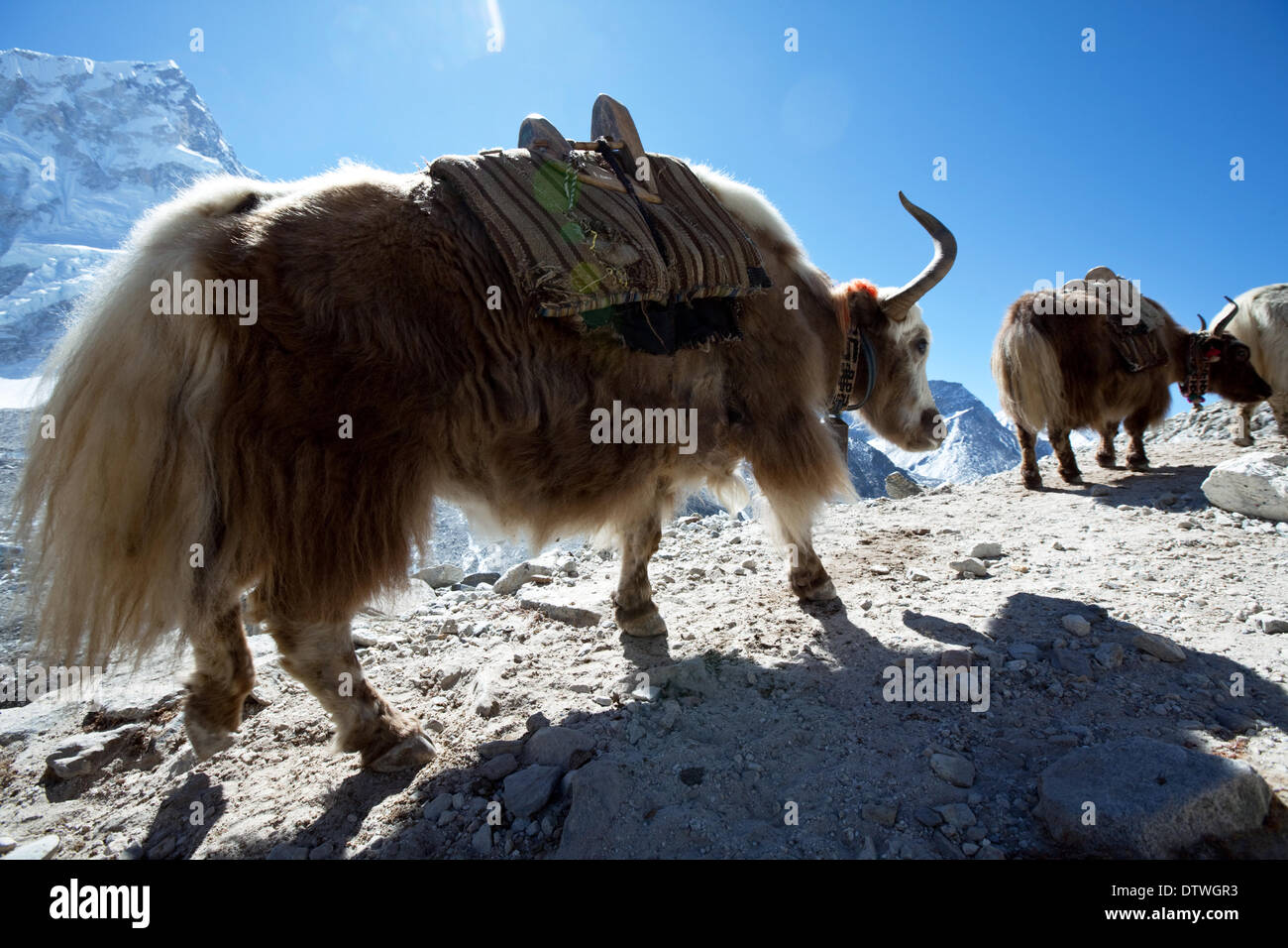 Yak wool coat hi-res stock photography and images - Alamy