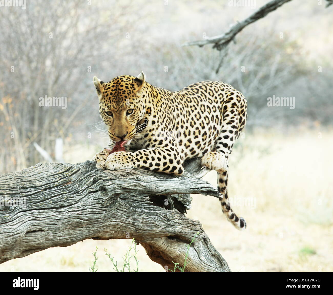 Leopard on tree Stock Photo - Alamy