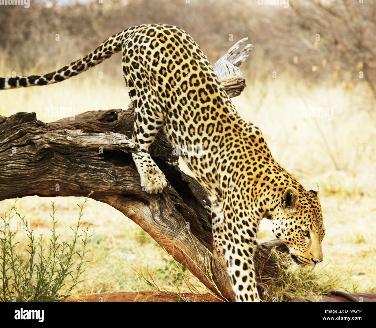 Leopard on tree Stock Photo - Alamy