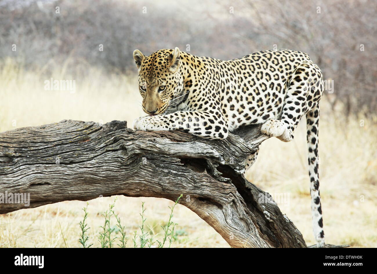 Leopard on tree Stock Photo - Alamy