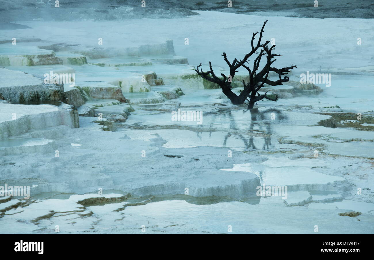 Mammoth hot spring Stock Photo - Alamy