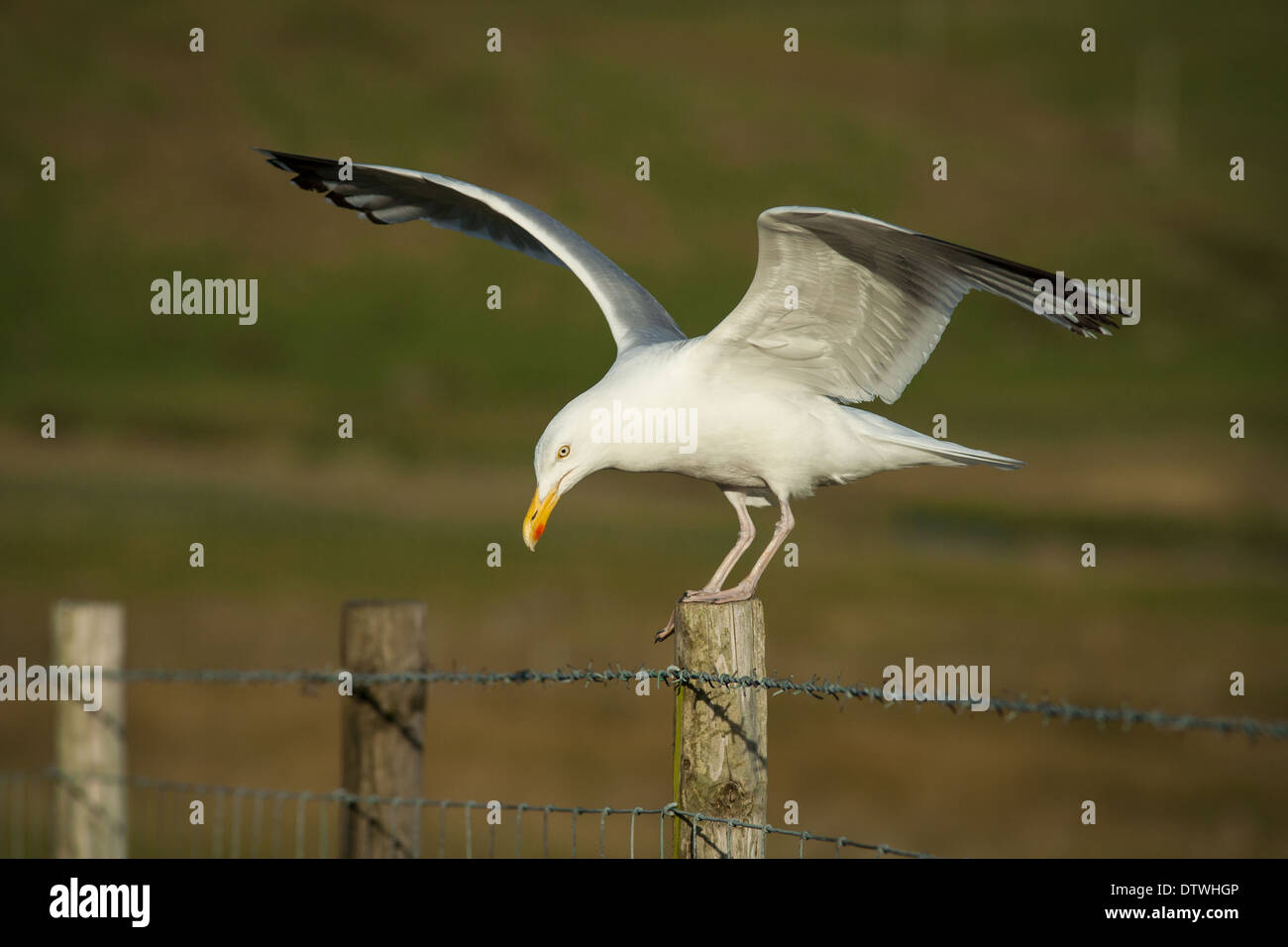 Sat post hi-res stock photography and images - Alamy