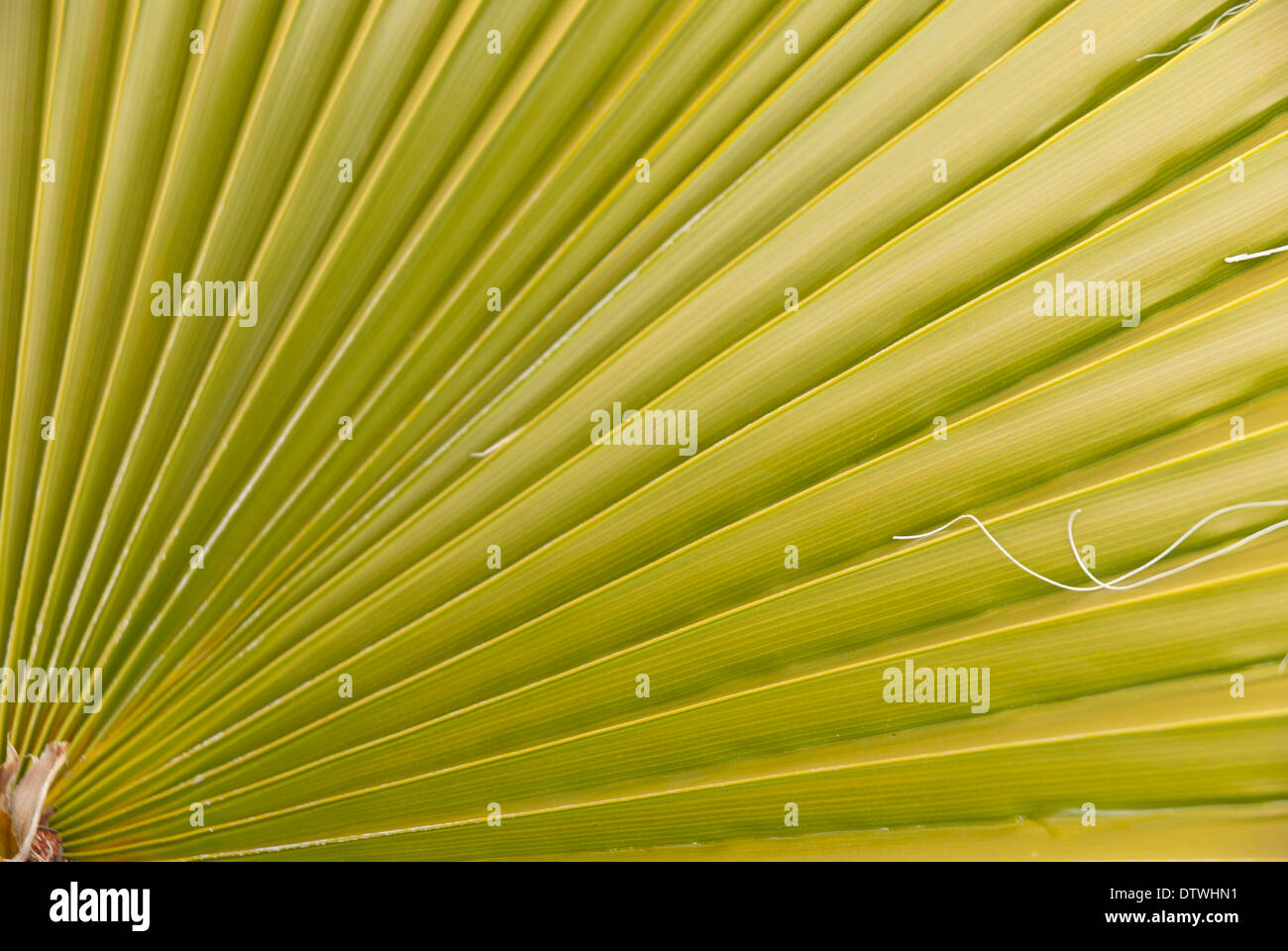 Detail of palm tree leaf Stock Photo - Alamy
