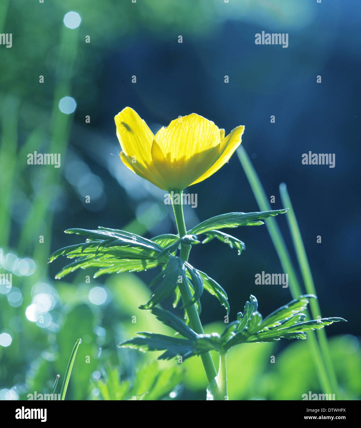 Ray flower color hi-res stock photography and images - Alamy