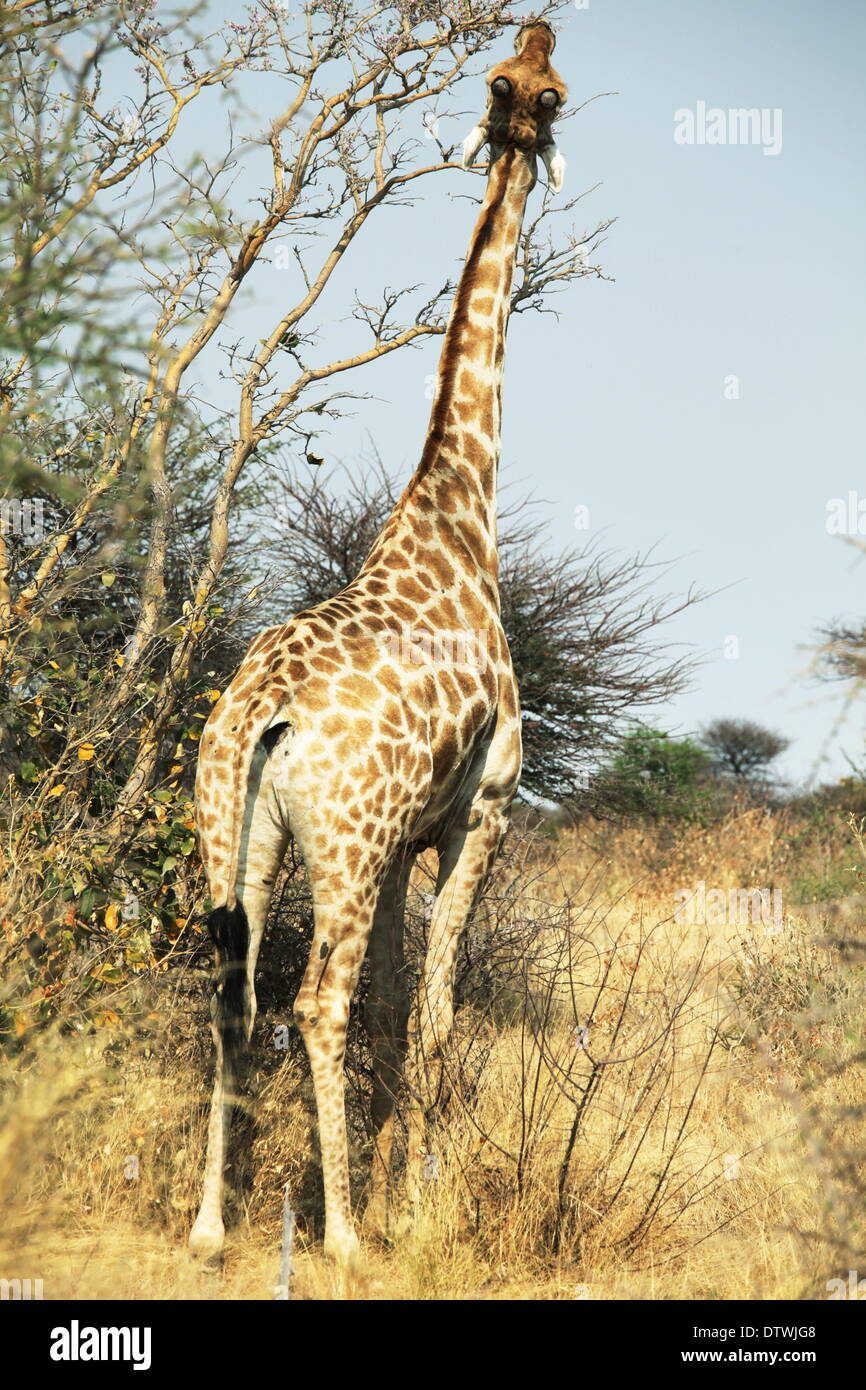 Giraffe in bush hi-res stock photography and images - Alamy