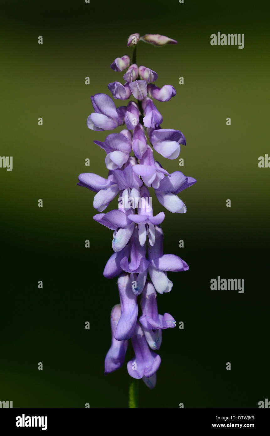 Pea flower vetch hi-res stock photography and images - Alamy