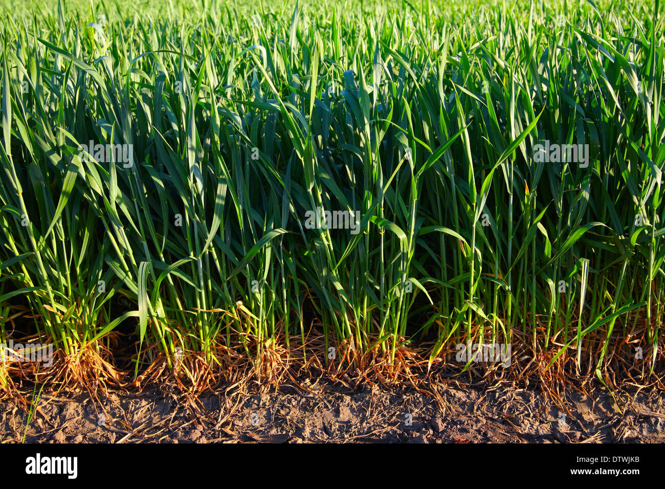 Agriculture edge hi-res stock photography and images - Alamy