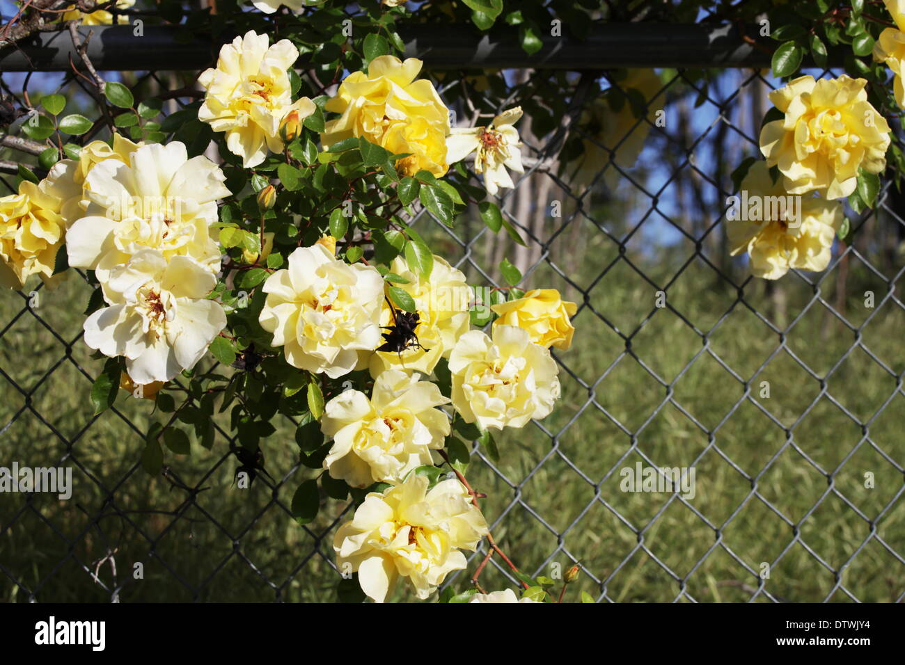 Rose on fence Stock Photo - Alamy