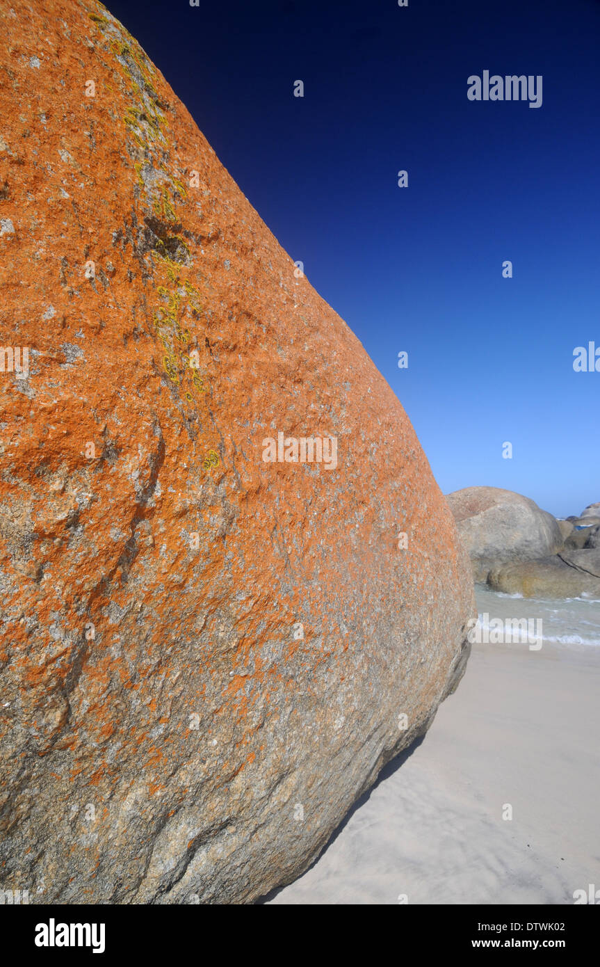 Orange lichen on coastal boulders, Mazzoletti Beach, William Bay ...