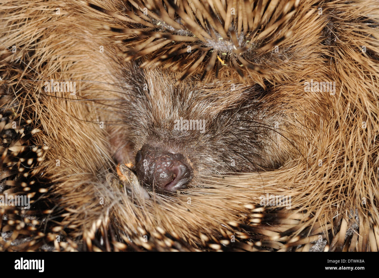 Cute wild hedgehog sleeping hi-res stock photography and images - Alamy