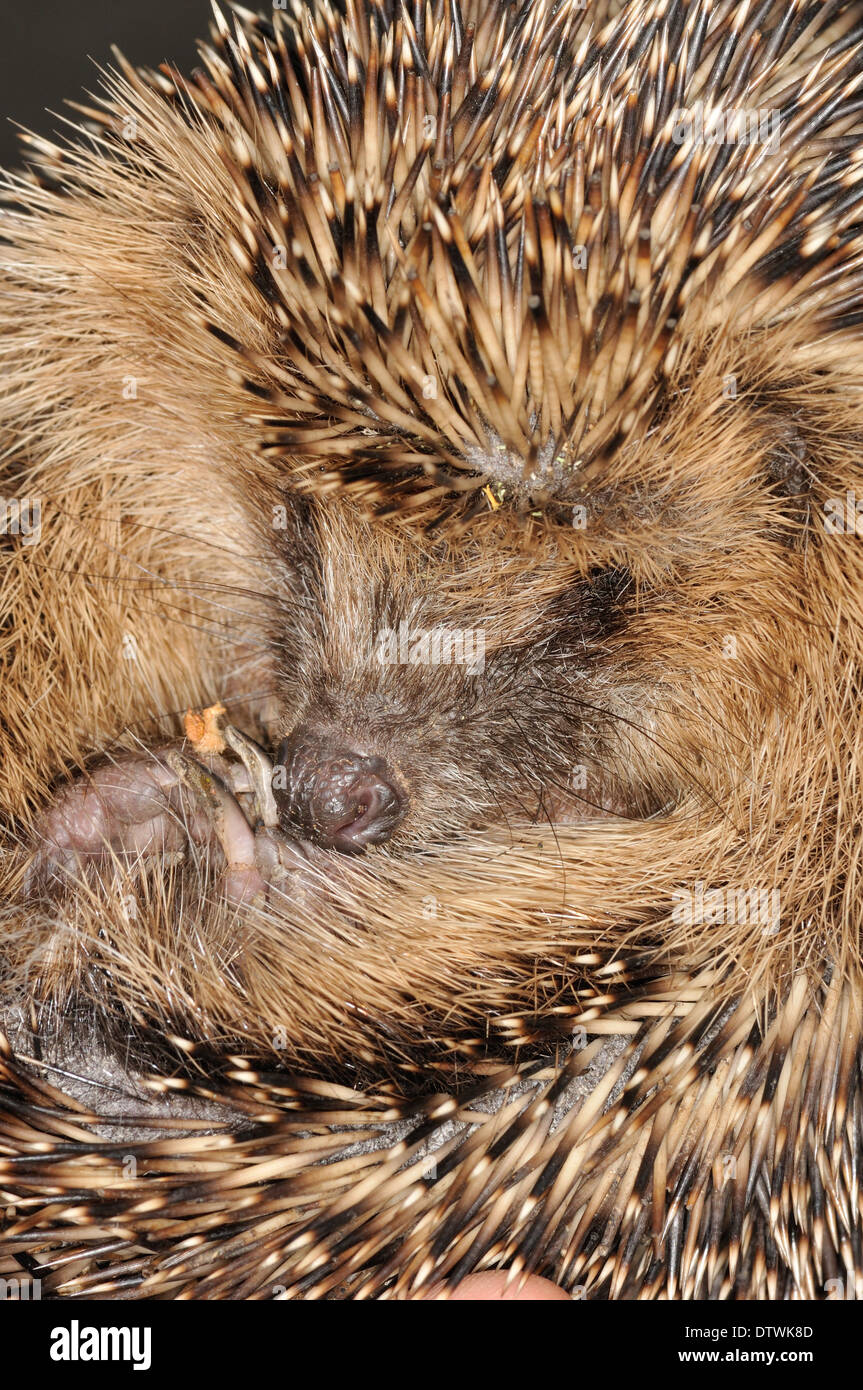 Hedgehogs sleep hi-res stock photography and images - Alamy