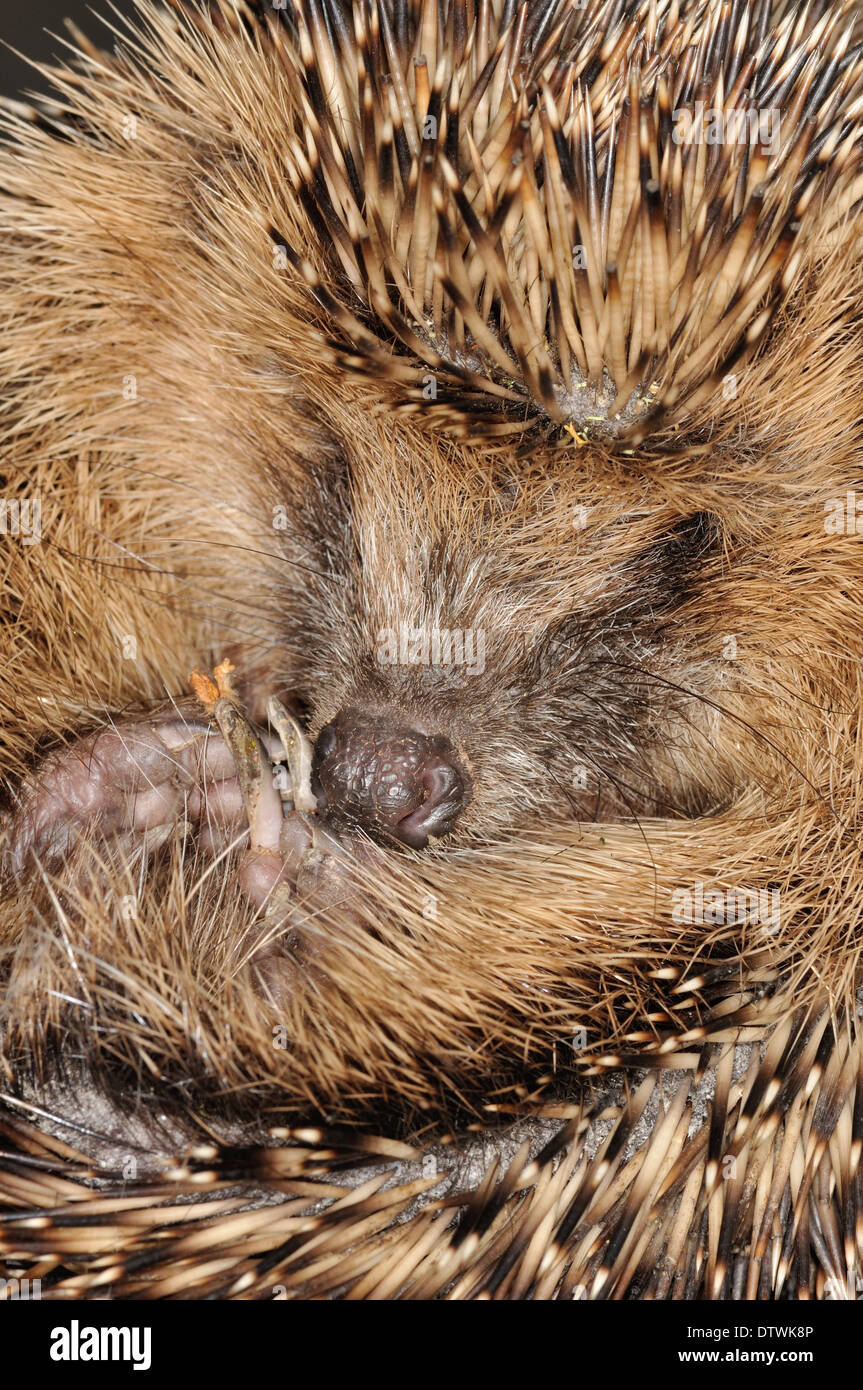Hedgehogs sleep hi-res stock photography and images - Alamy