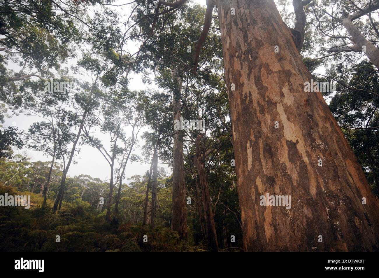 Karri trees, western australia hi-res stock photography and images - Alamy