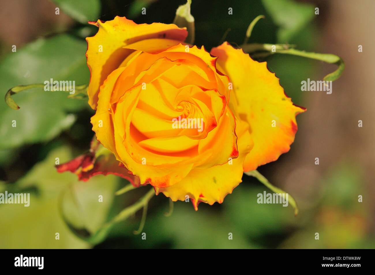 Pascali Rose in full bloom Stock Photo - Alamy