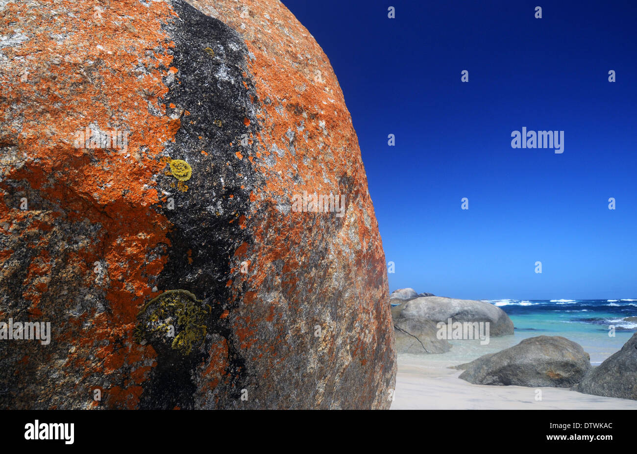 Orange, yellow and black lichen on boulders at Mazzoletti Beach ...