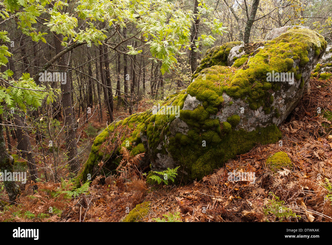 Oak forest landscape Stock Photo - Alamy