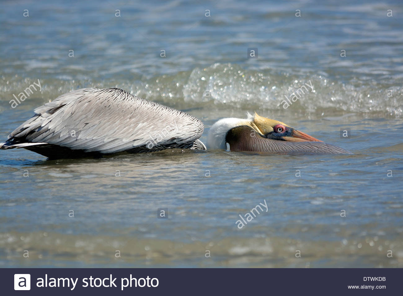Pelican Feeding Stock Photos & Pelican Feeding Stock Images - Alamy