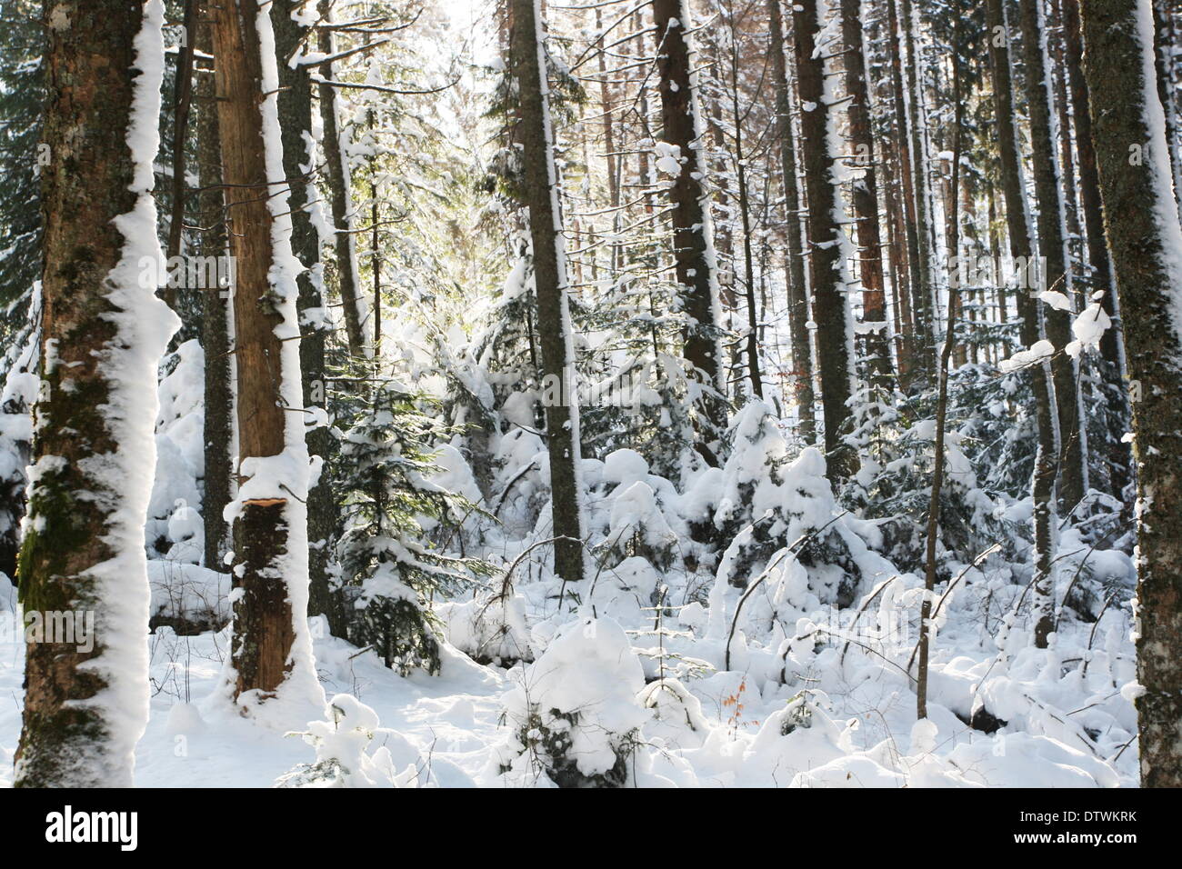 Winter in forest Stock Photo - Alamy