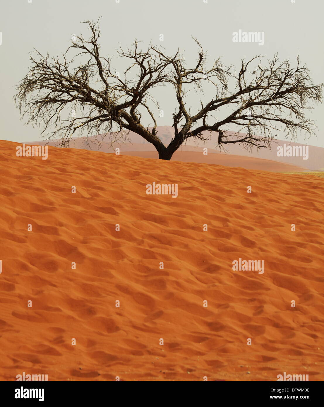 tree in desert Stock Photo - Alamy