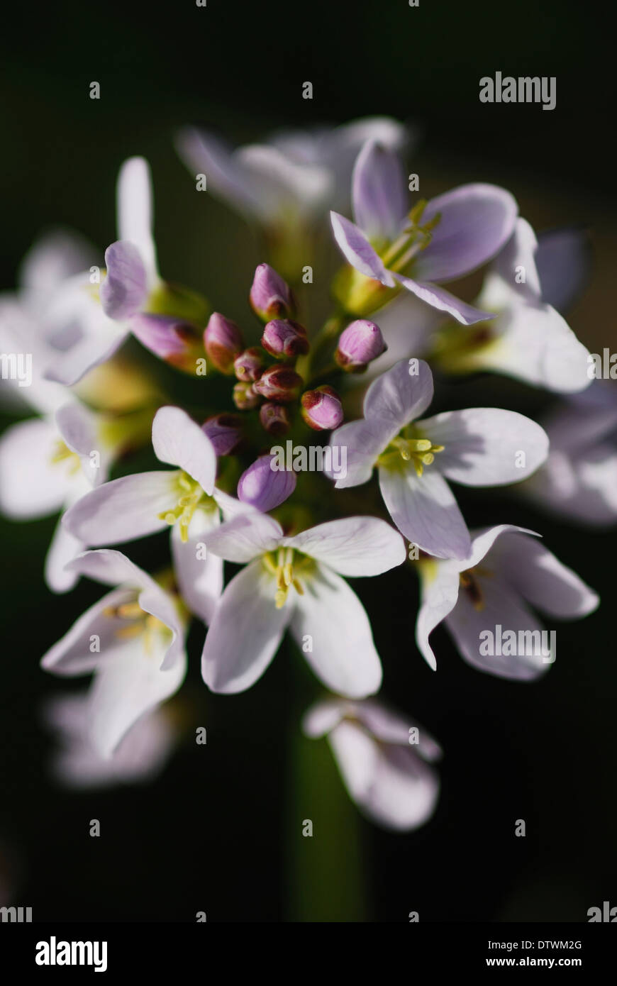 Close-up of lady's smock or cuckoo flower Stock Photo - Alamy