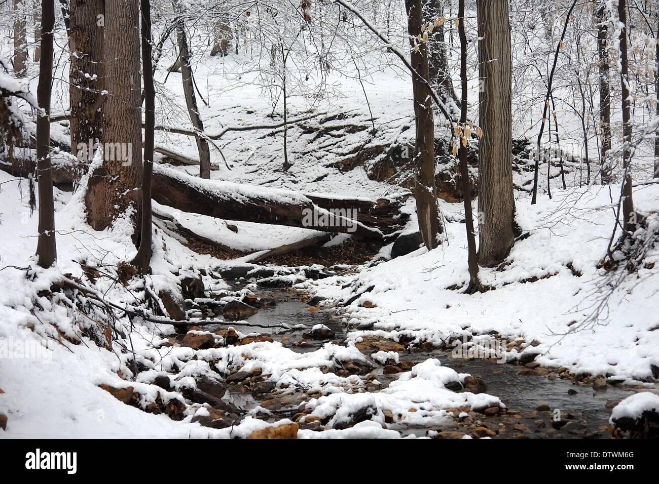 Washington dc forest hi-res stock photography and images - Alamy