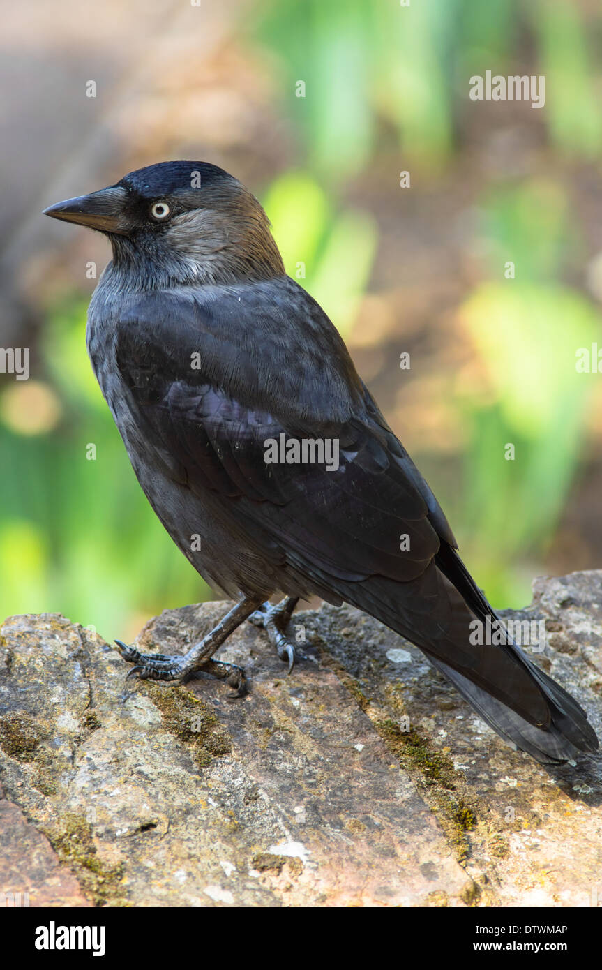 Jackdaw fauna hi-res stock photography and images - Alamy
