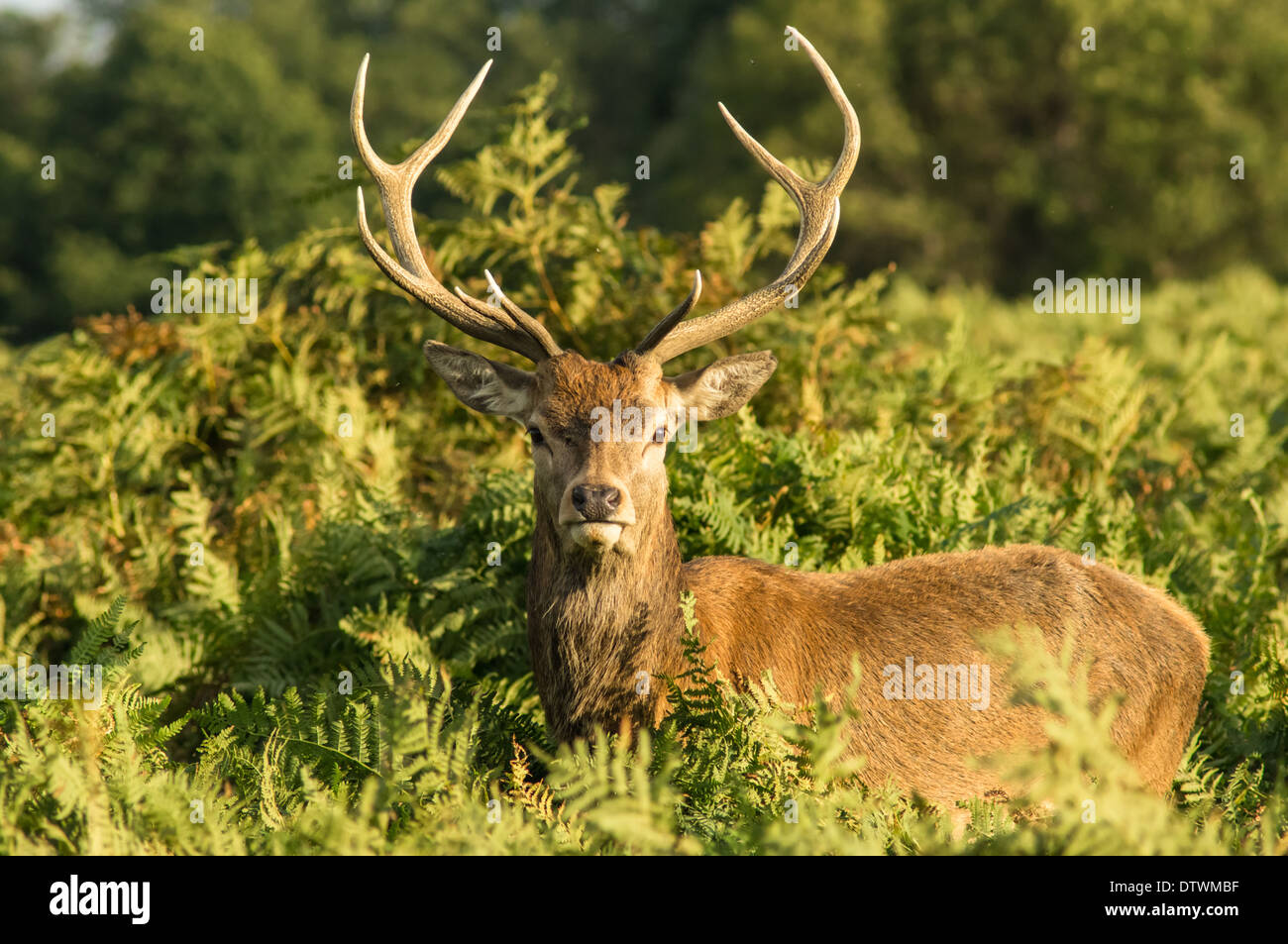 The natural habitat of the red deer is forest hi-res stock photography ...