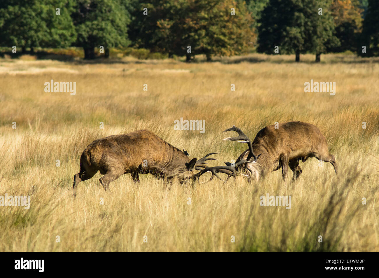 Red deer stags clashing antlers during rutting season Stock Photo - Alamy