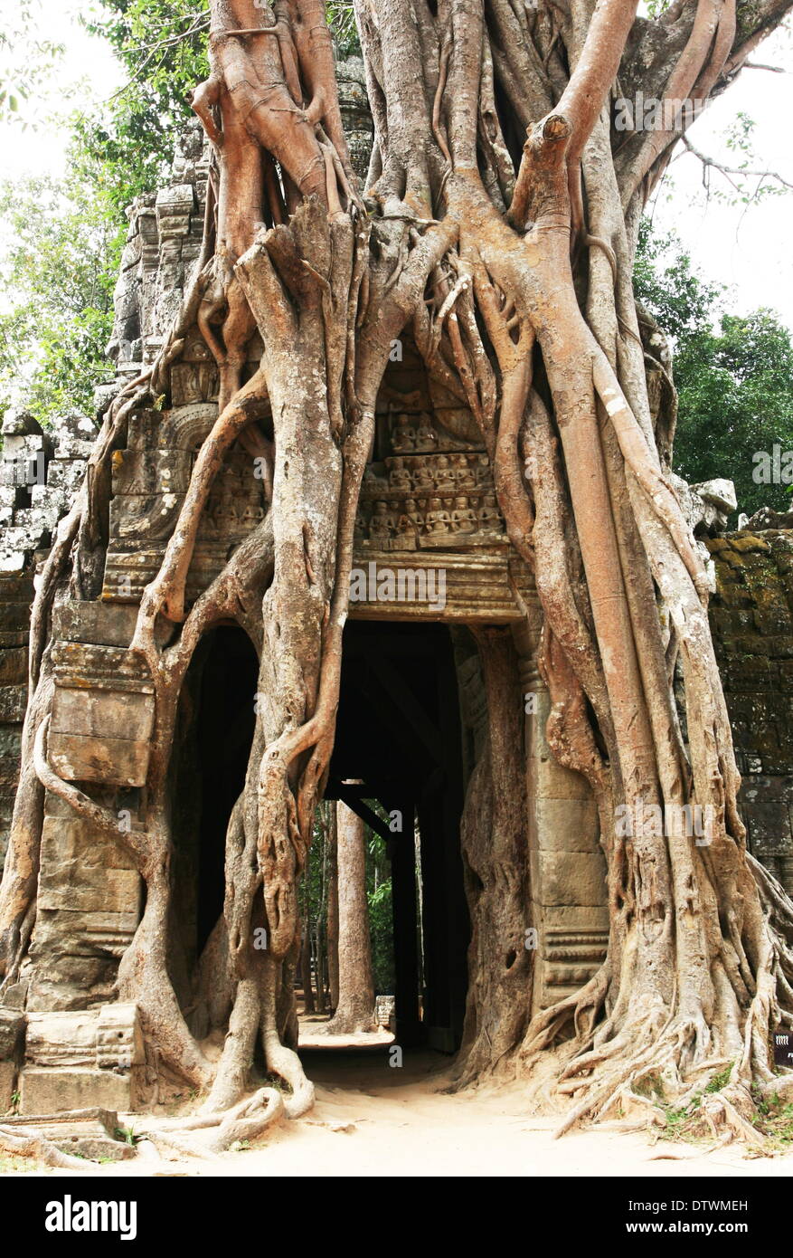 Tree in Angkor Stock Photo - Alamy