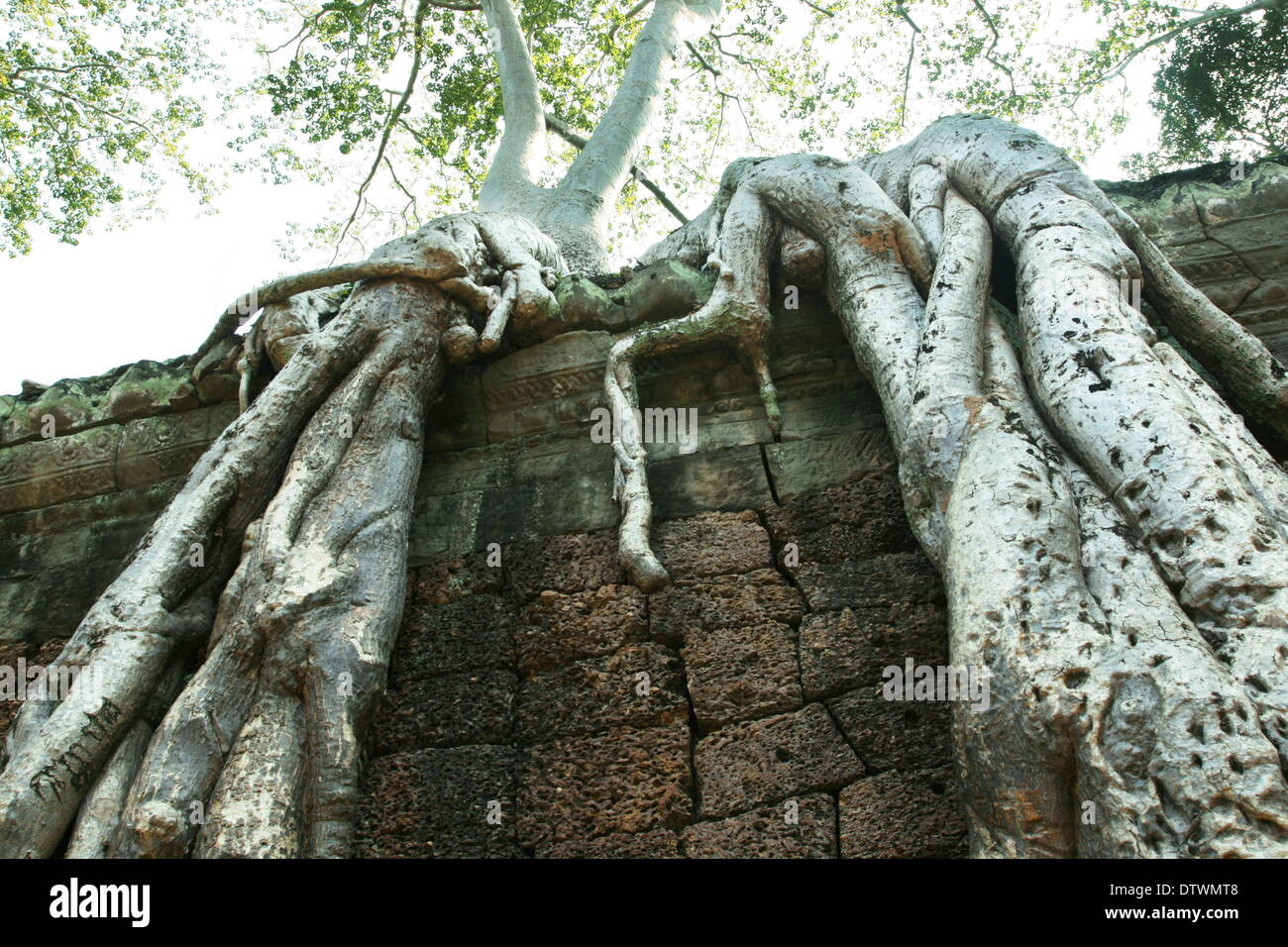 Tree in Angkor city Stock Photo - Alamy