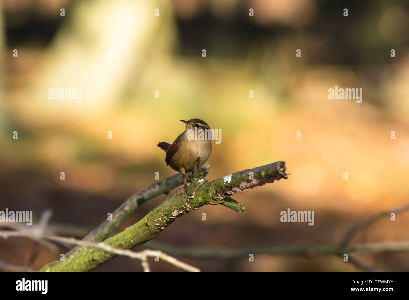 Wren in Richmond Park London England United Kingdom UK Stock Photo - Alamy