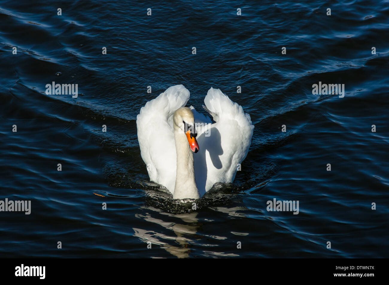 White swans on water lake hi-res stock photography and images - Alamy