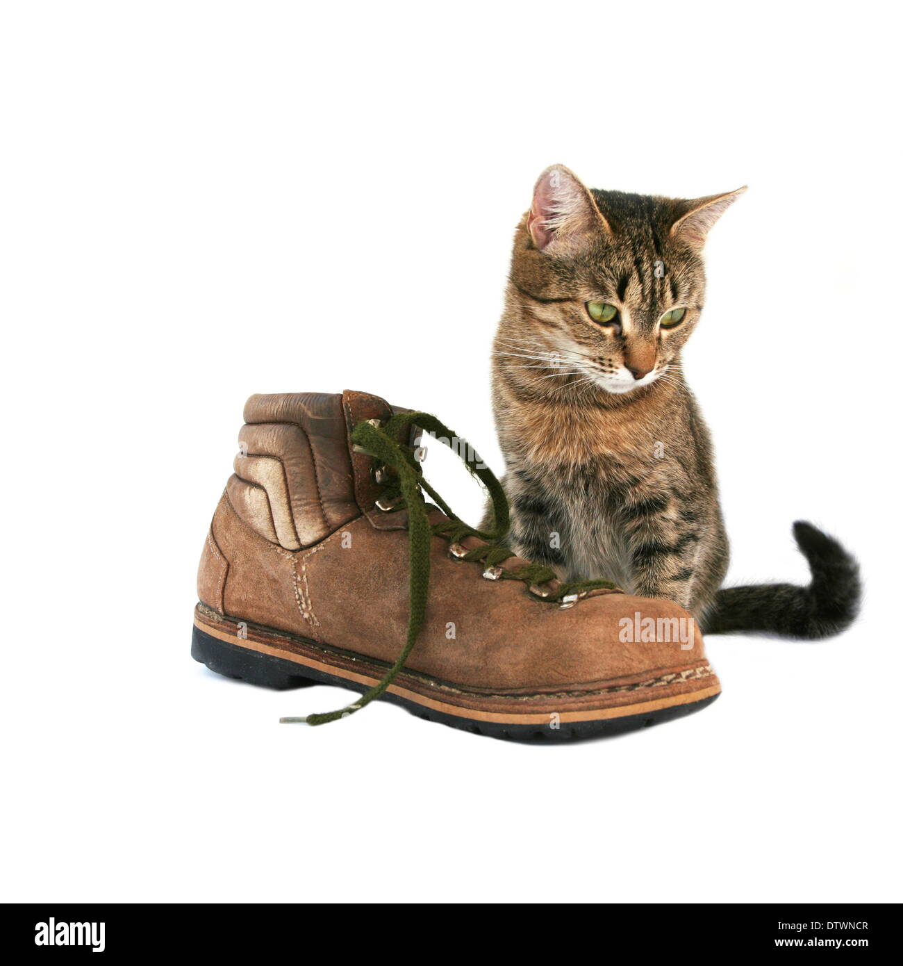 Kitten slip hi-res stock photography and images - Alamy