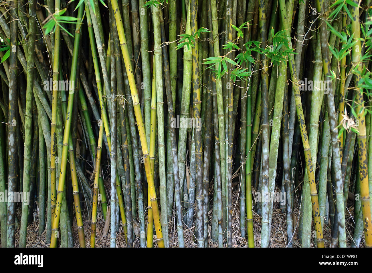 Bamboo growth high hi-res stock photography and images - Alamy