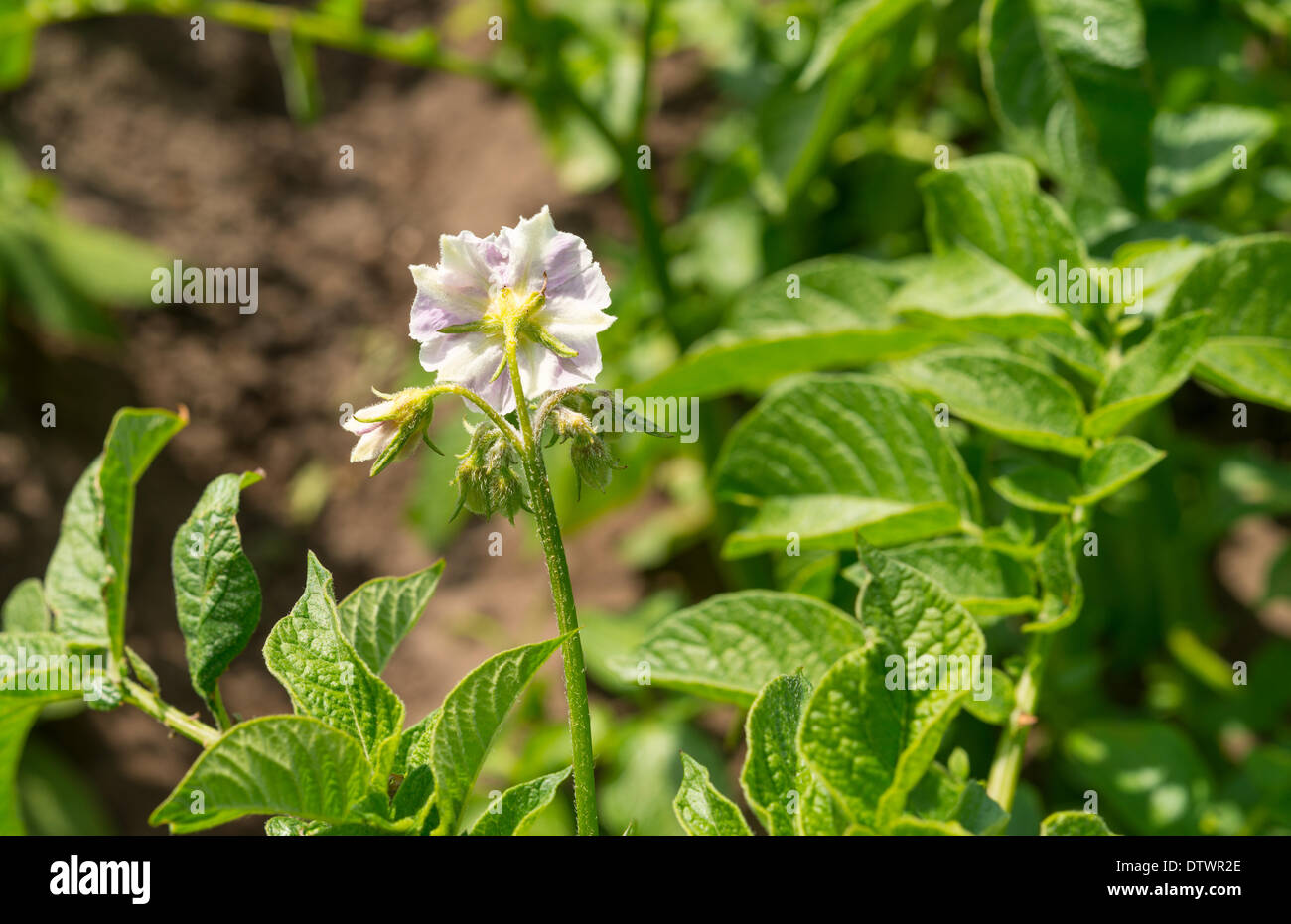 Botanical potato seed hi-res stock photography and images - Alamy