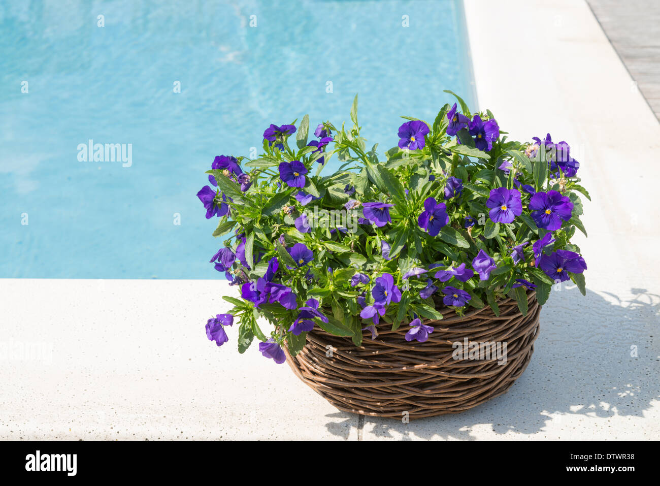 swimming pool and flower Stock Photo - Alamy