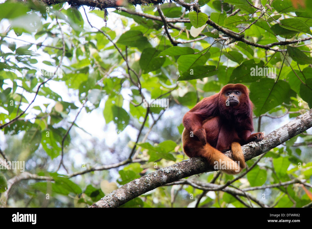 Red Howler Monkey, (Alouatta seniculus), sitting in a tree, watching ...